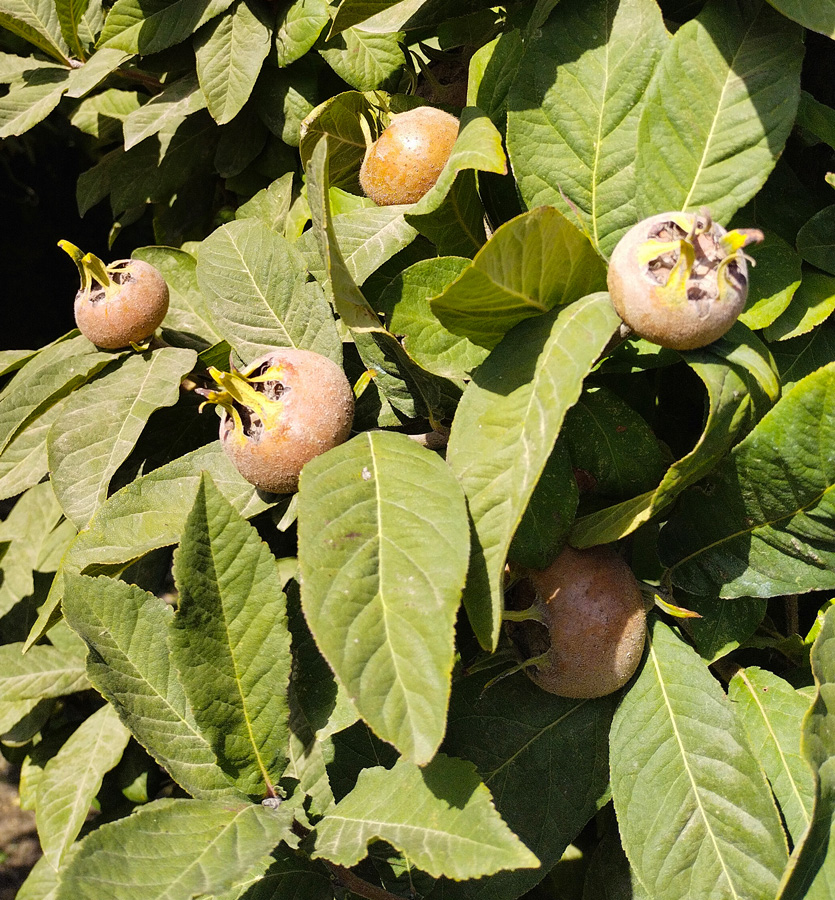 Купить мушмула германская (mespilus) листопадная, h 0,80-1,5 м, с7 ...